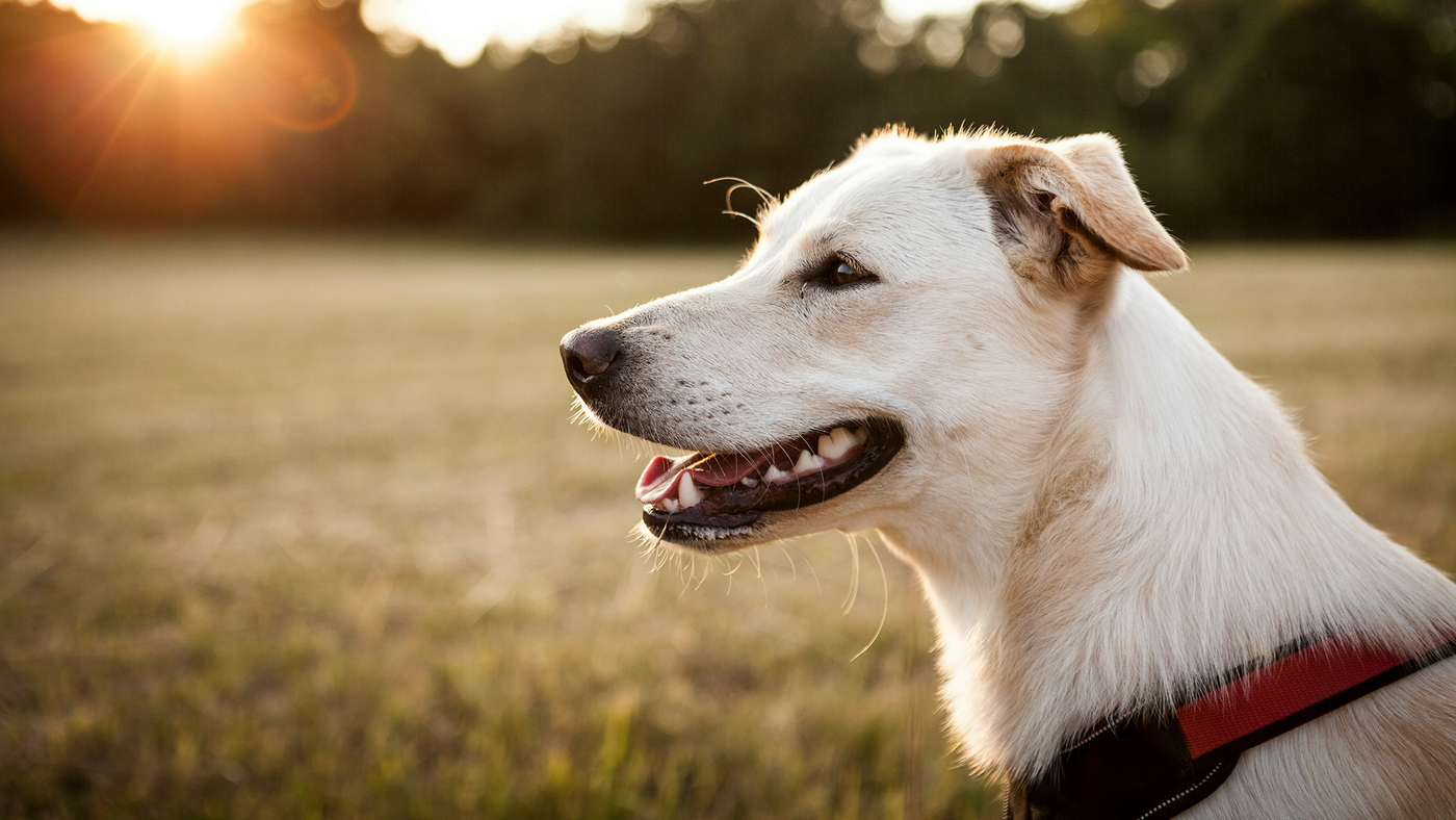 Carpal Pad Injuries in Dogs: Causes, Fixes & Prevention
